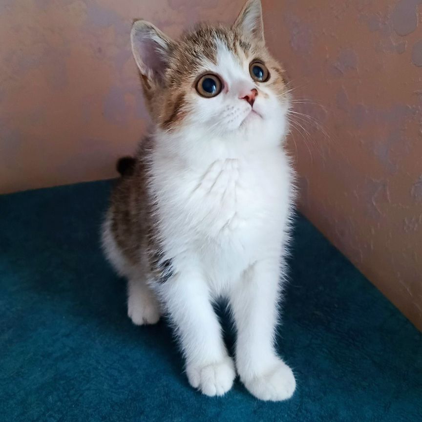Шотландские мраморные котики