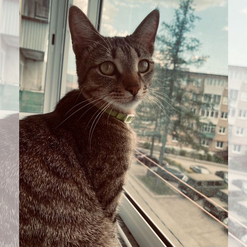 Взрослый кот в добрые руки