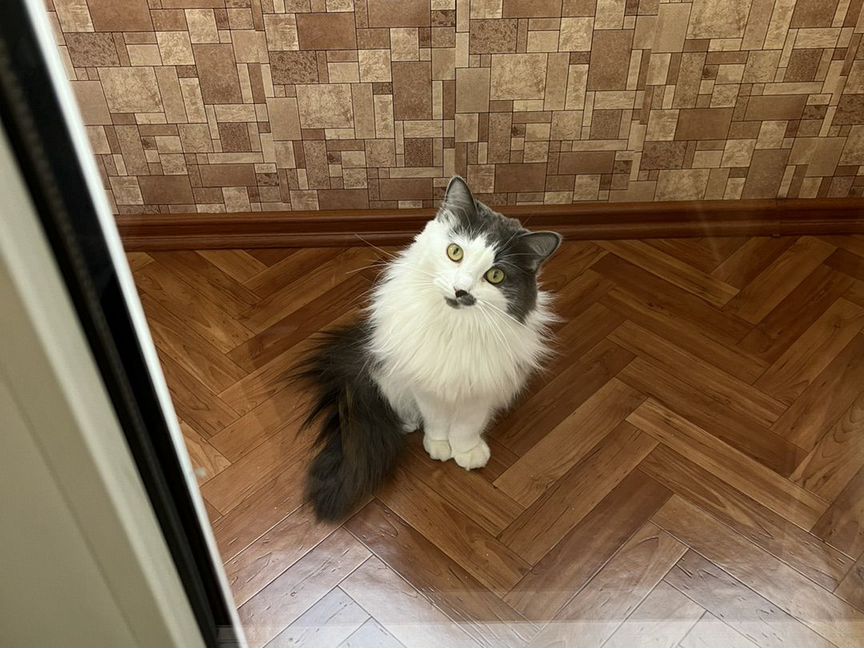 Отдам кошку в добрые руки