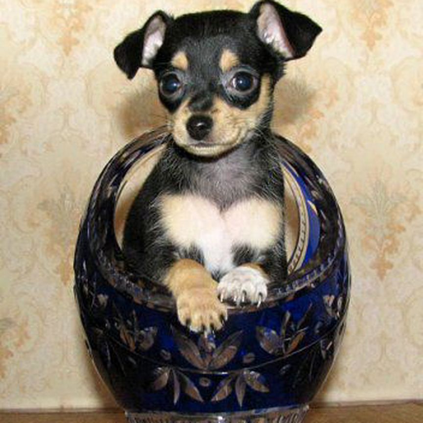 Русский той-терьер, щенок