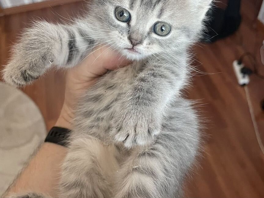 Котята британские, раскрас Вискас и дымчатый