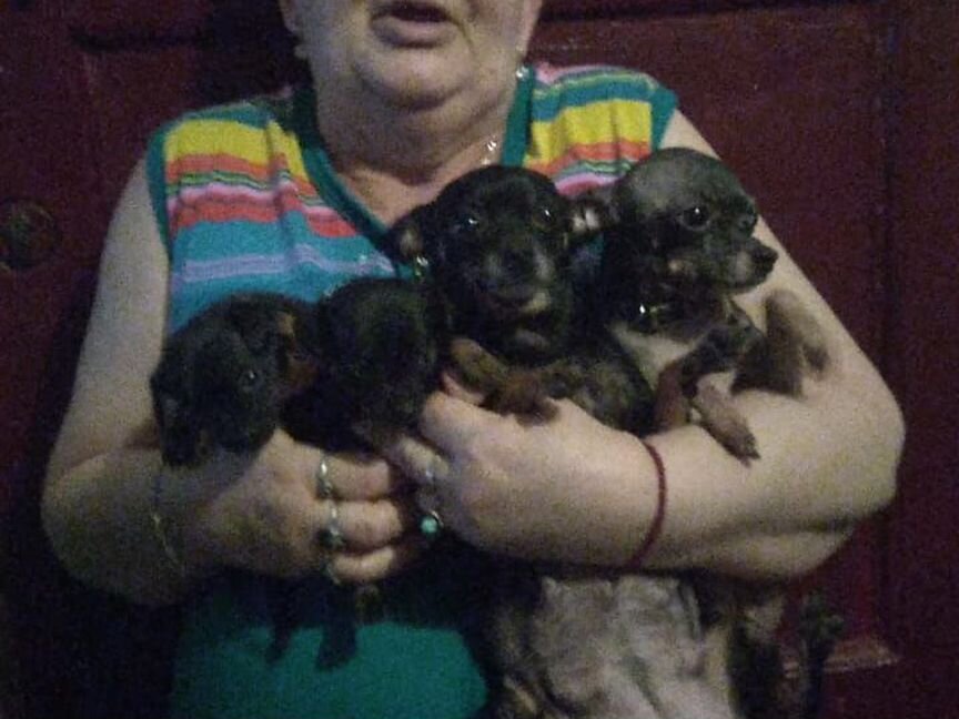 Минитойтирьер щенки