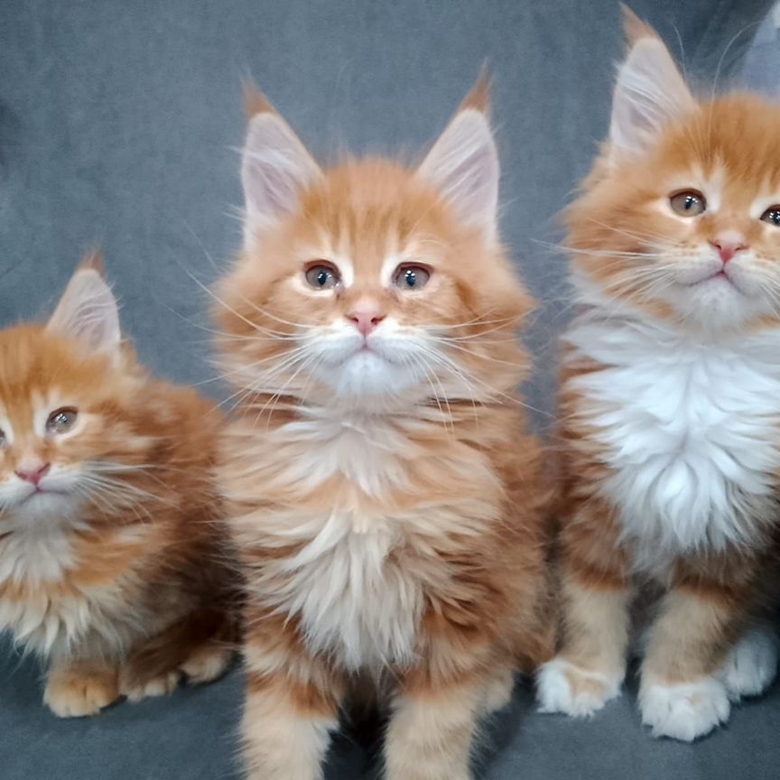 Котята мейн-кун