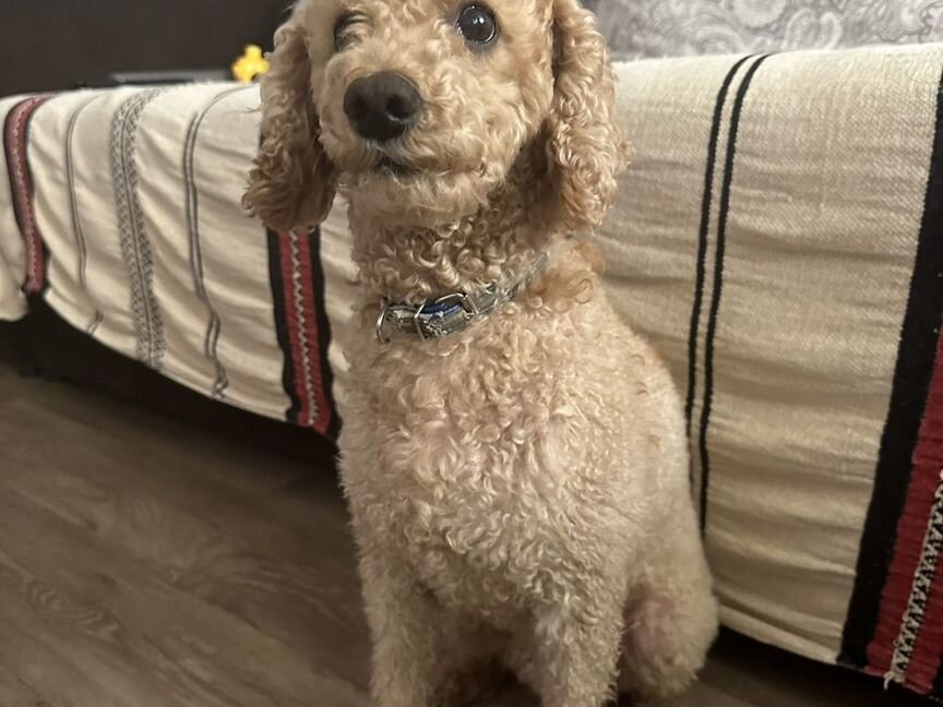 Отдам пуделя