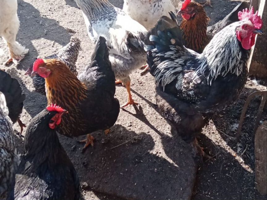 Петухи и индоутаки