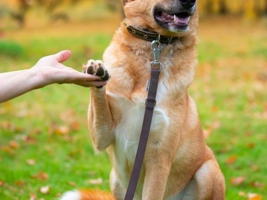 Собака в добрые руки