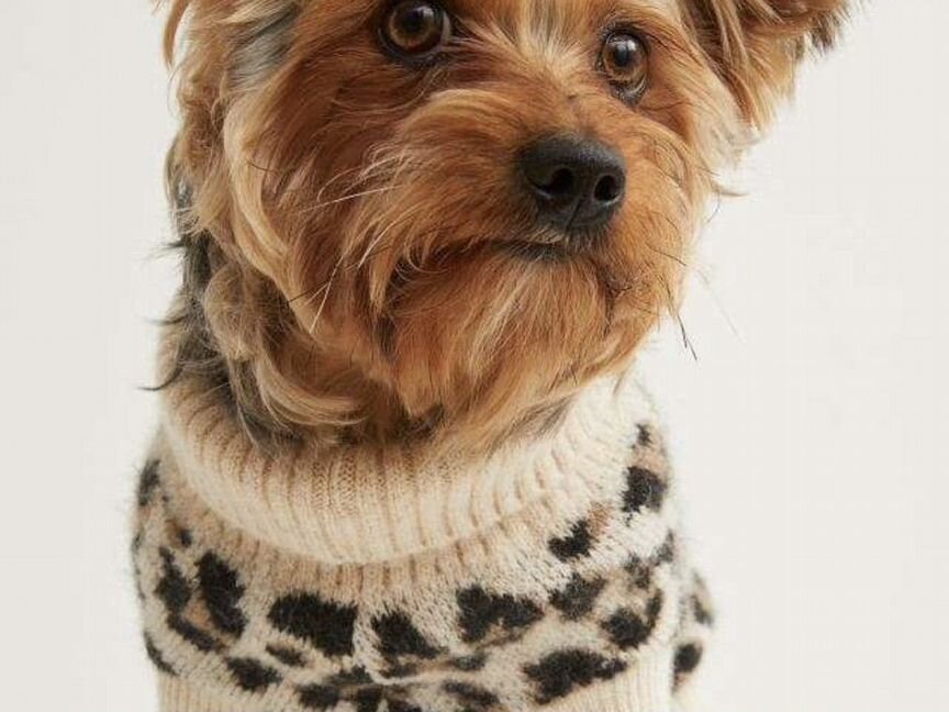 Новый свитер для собак HM