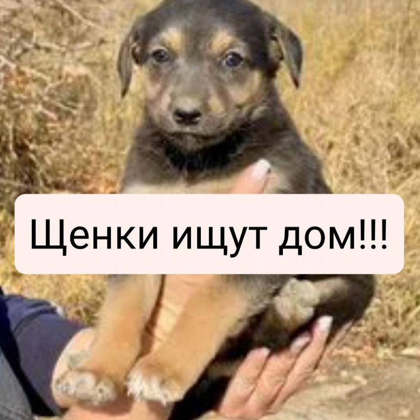 Щенки крупной породы в добрые руки бесплатно