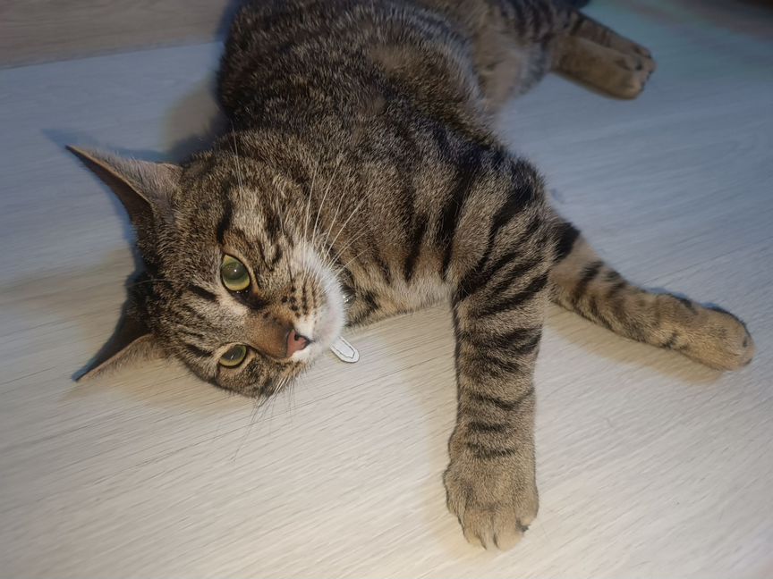 Котик 1 год