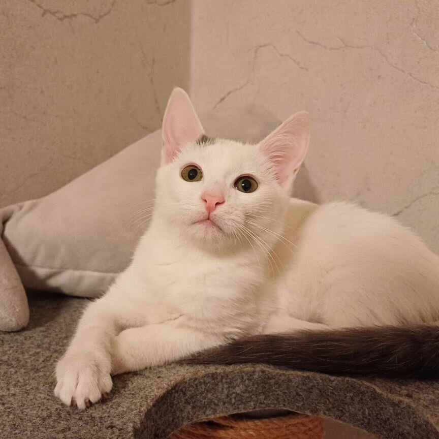 Котенок ищет любящую семью
