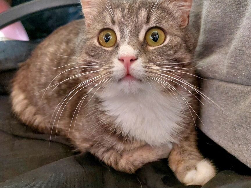 Котенок ищет дом