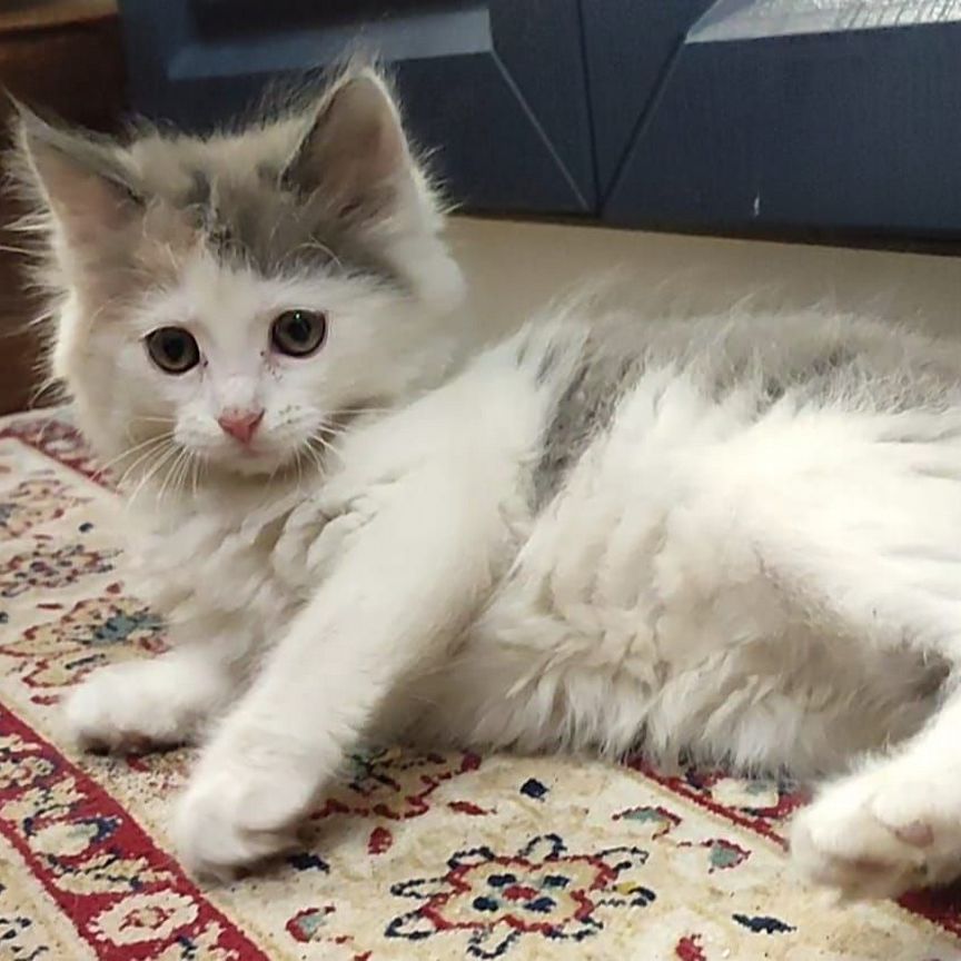 Котёночек