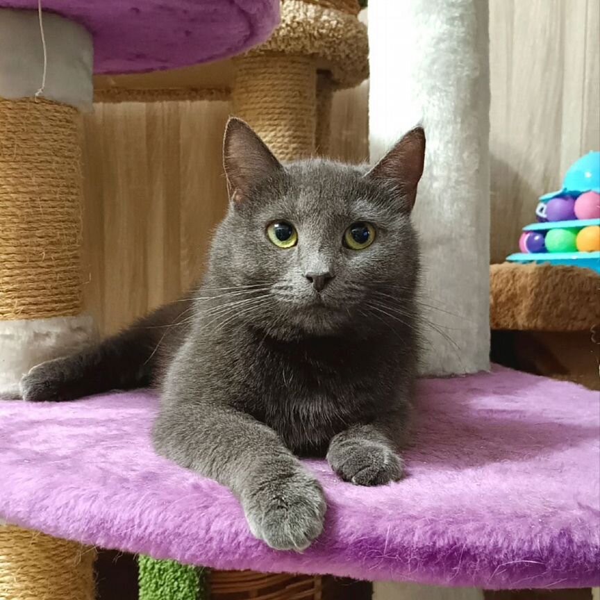 Кошка в дар