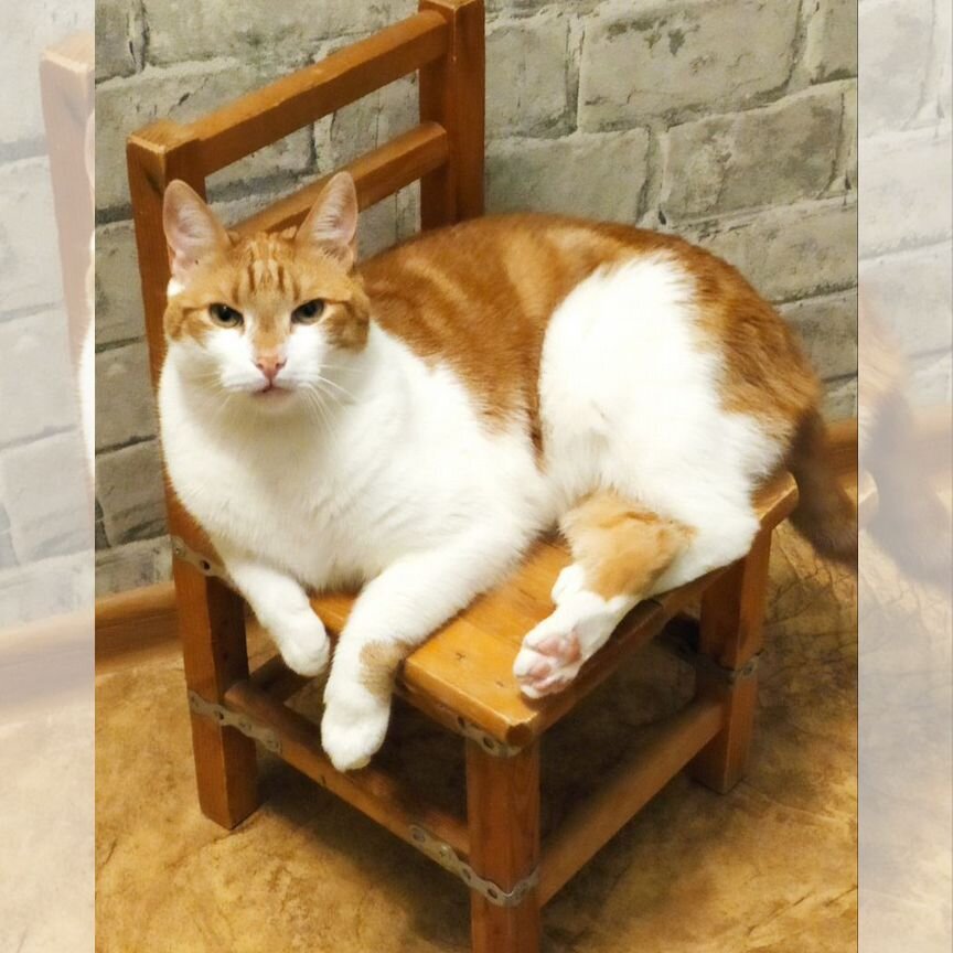 Взрослый кот в добрые руки