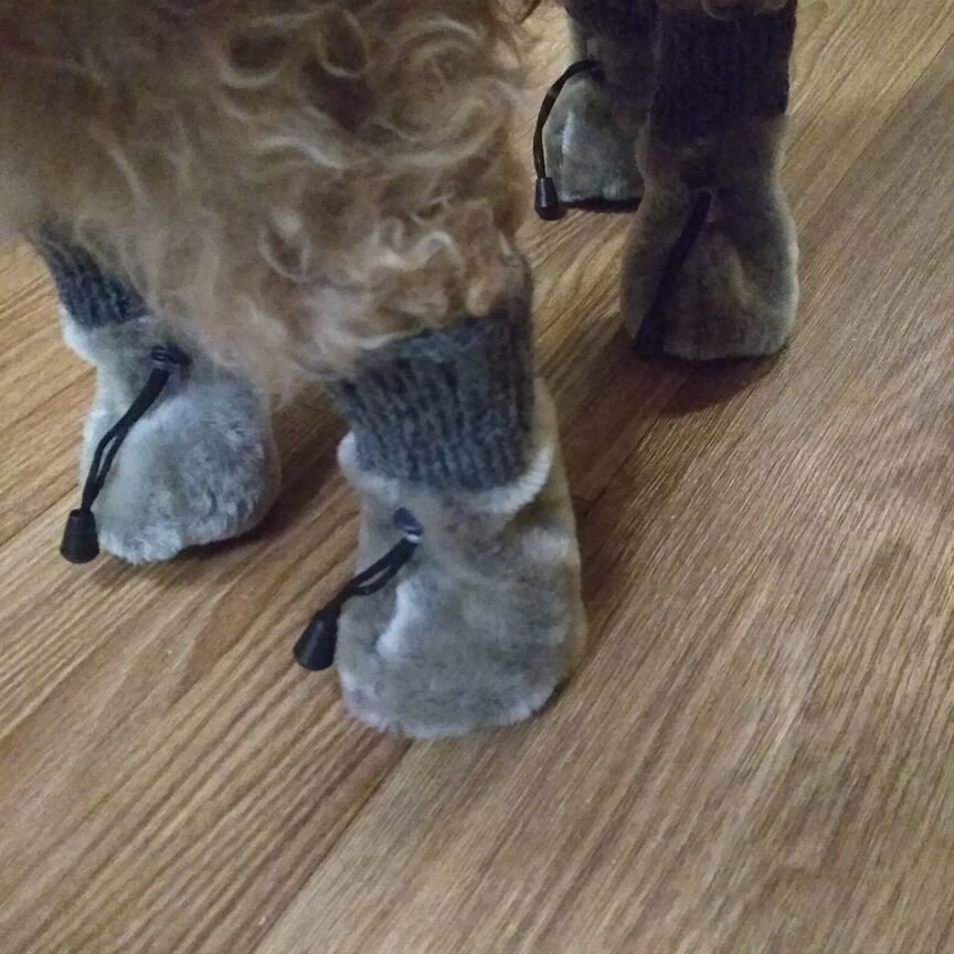 Обувь для собак мелких пород