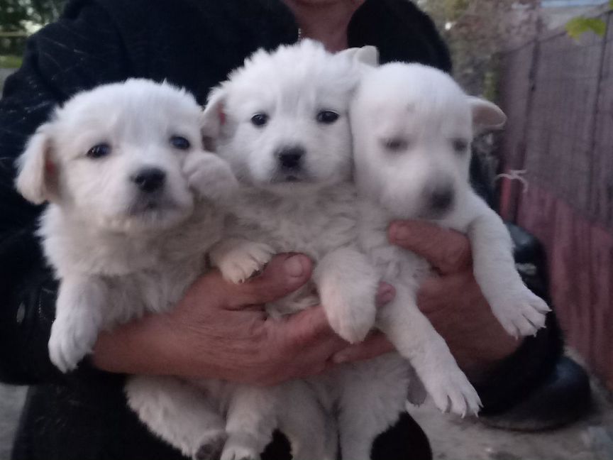 Собаки щенки