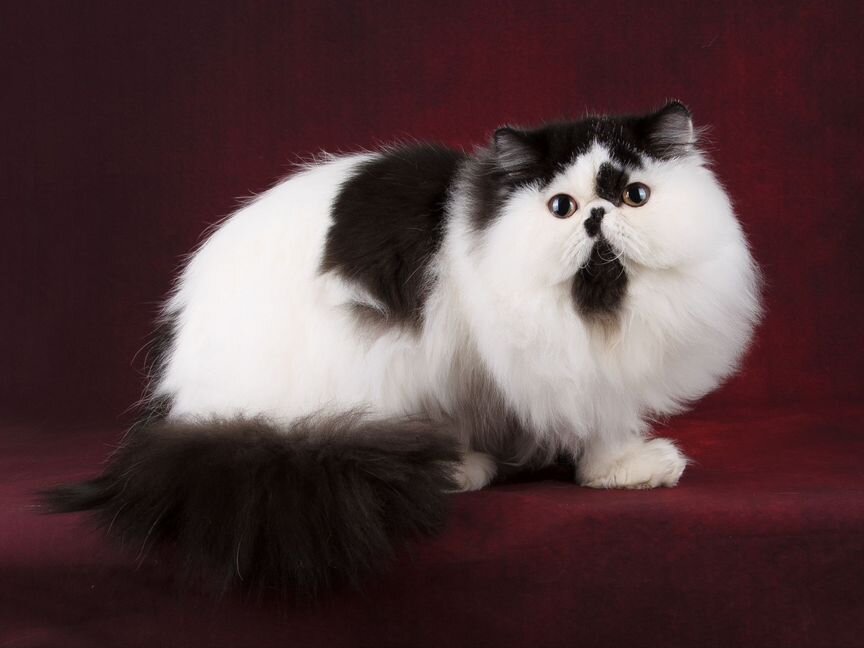 Шикарный персидский котик Кузякин