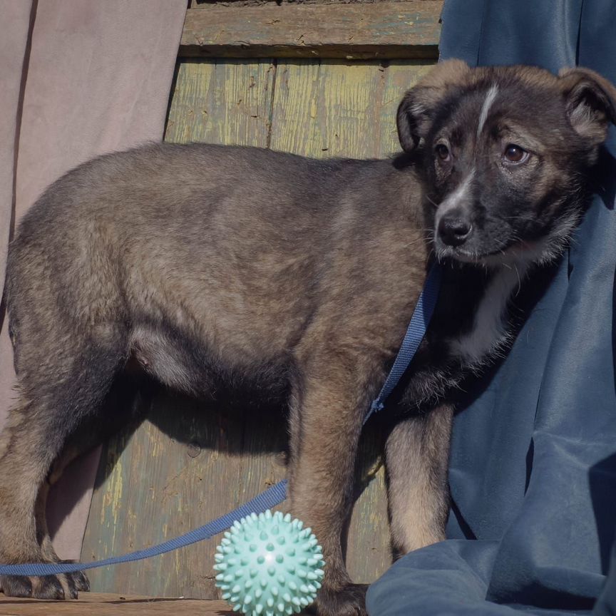 Малышка Джес нуждается в доме