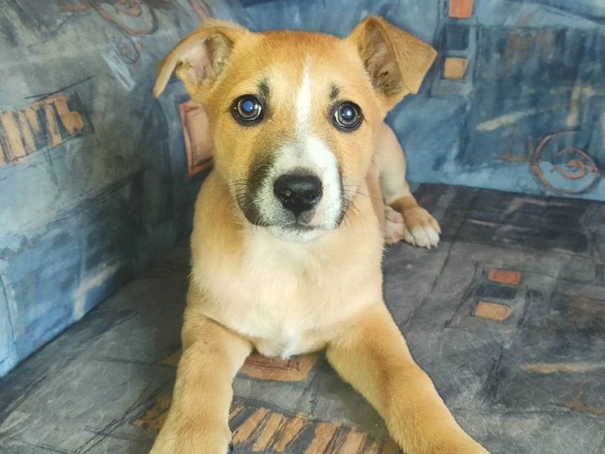 Щенок Золотой мальчик