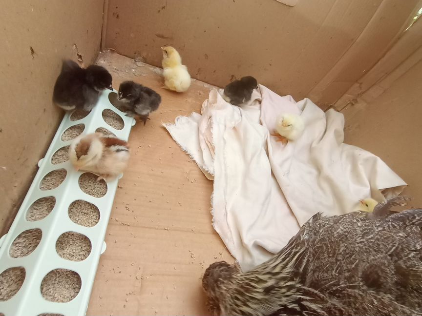 Цыплята суточные с курицей