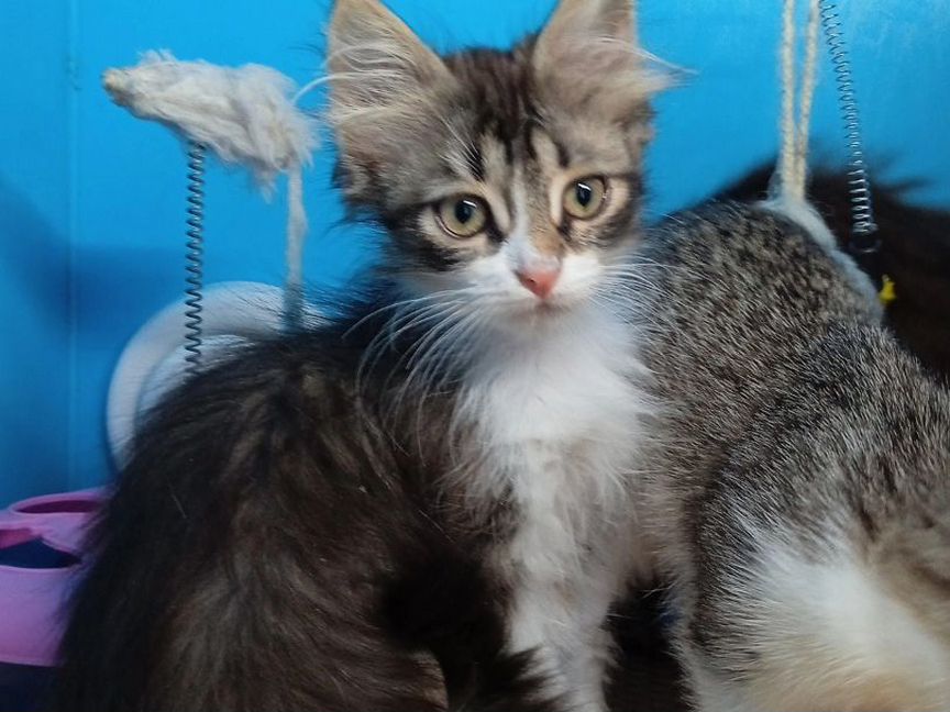 Котята в дар бесплатно