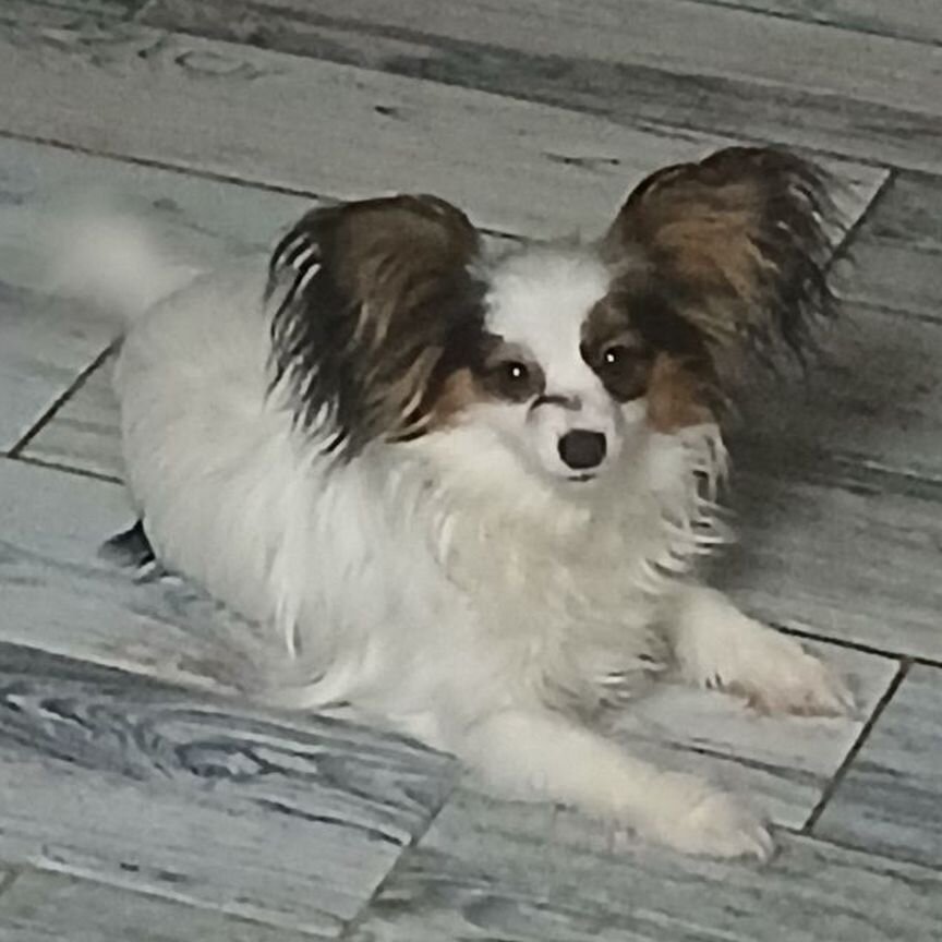 Континентальный той-спаниель папильон, щенок