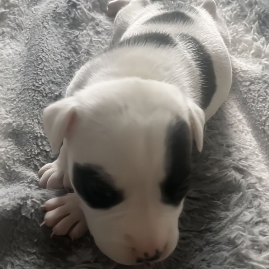 Американский стаффордширский терьер, щенок