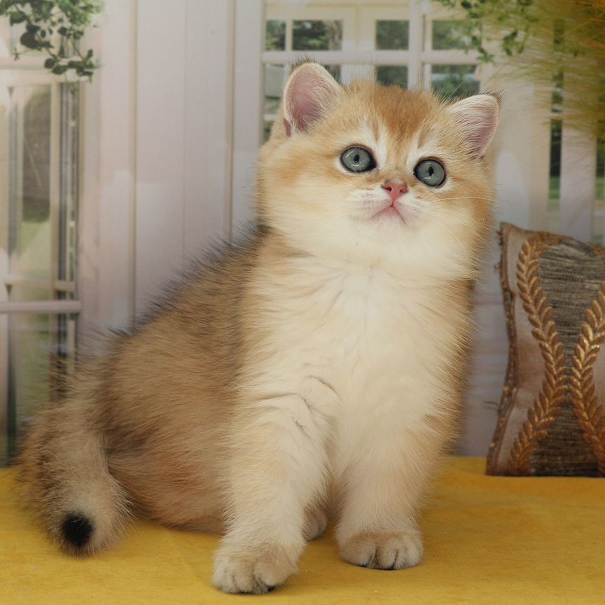 Шотландский страйтик