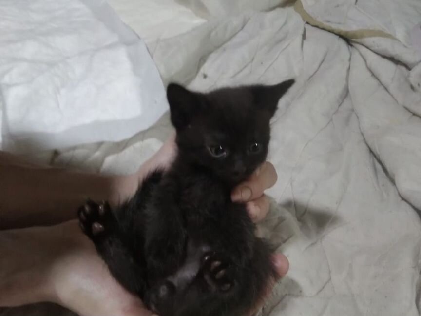 Продам котёнка,мальчик,окрас-чёрно-серый