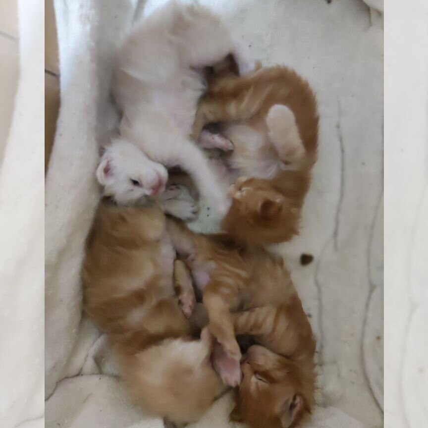 Продам котят Мейн Кунов