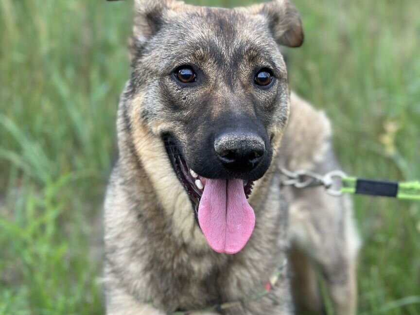 Одинокая Лили из приюта