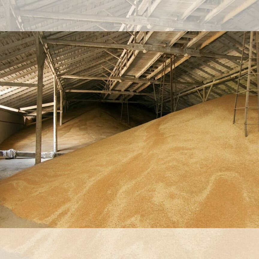 Зерно пшеница фуражная (кормовая)