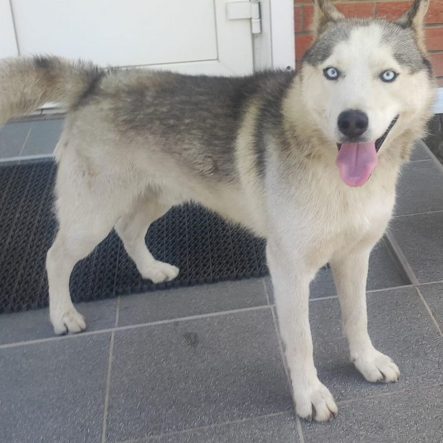 Сибирский хаски Рэкс