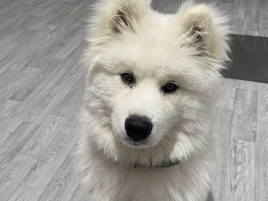 Самоед в добрые руки