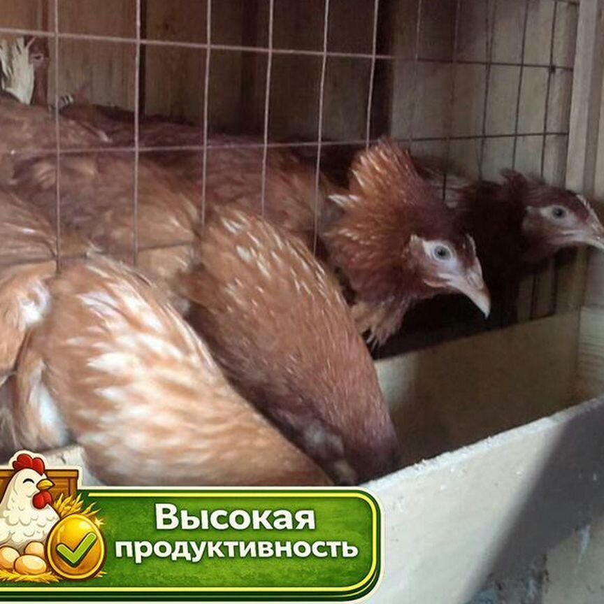 Куры несушки с доставкой