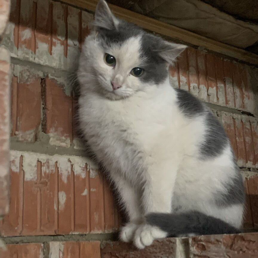 Котик в добрые руки