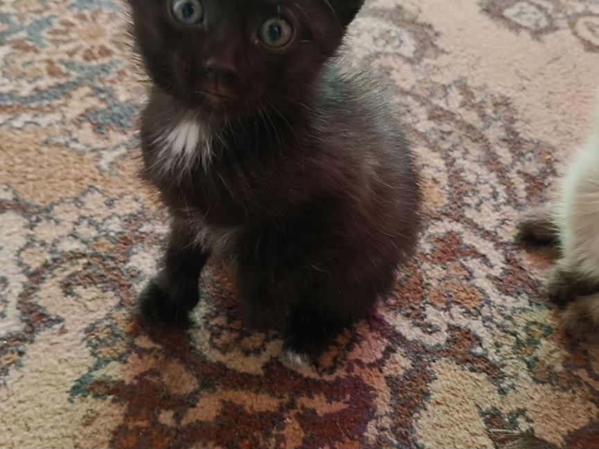 Отдам котят в добрые руки (Две девочки)