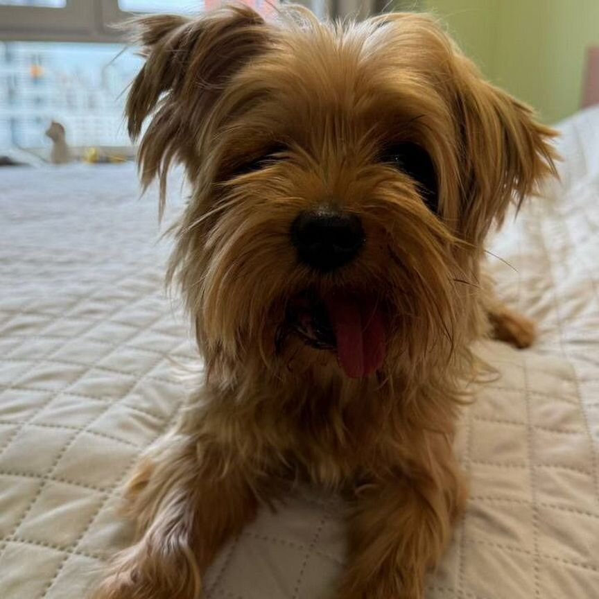 Йоркширский терьер