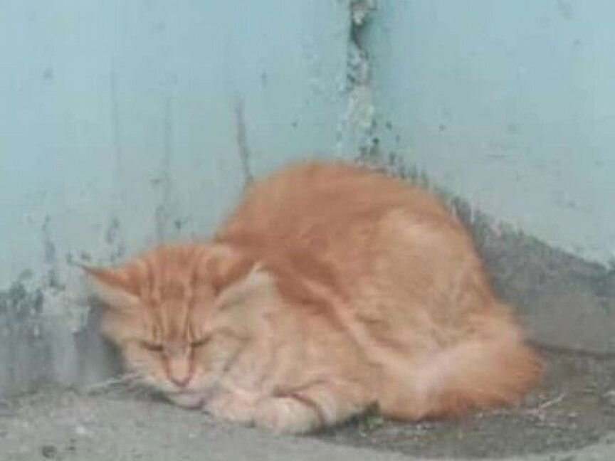 Кошка Мейн-кун бесплатно