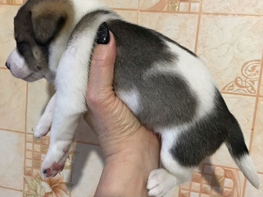 Помесь той терьера