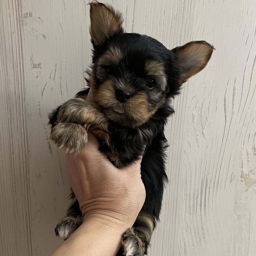 Бивер-йоркширский терьер, щенок