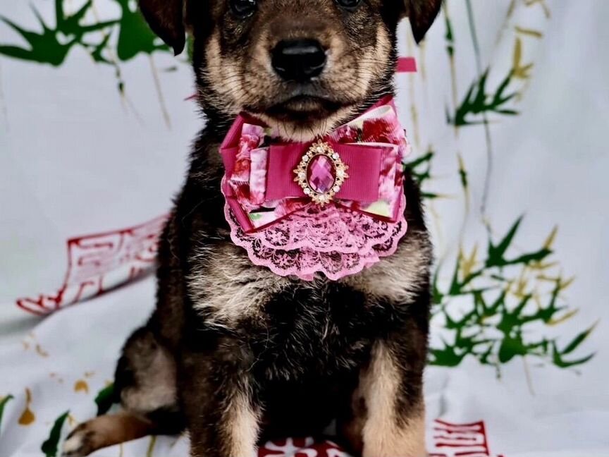 Щенки-девочки в дом и квартиру