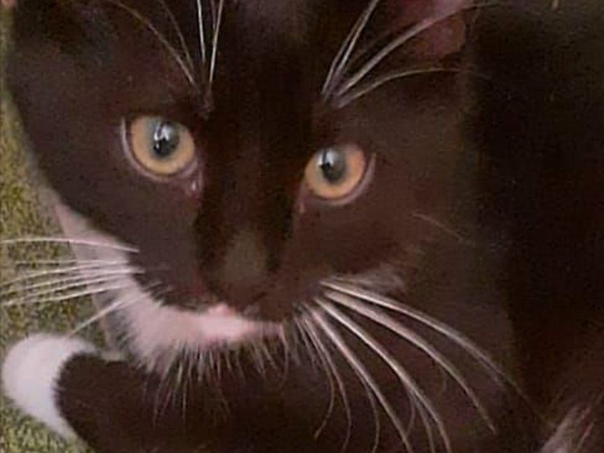 Котенок для души