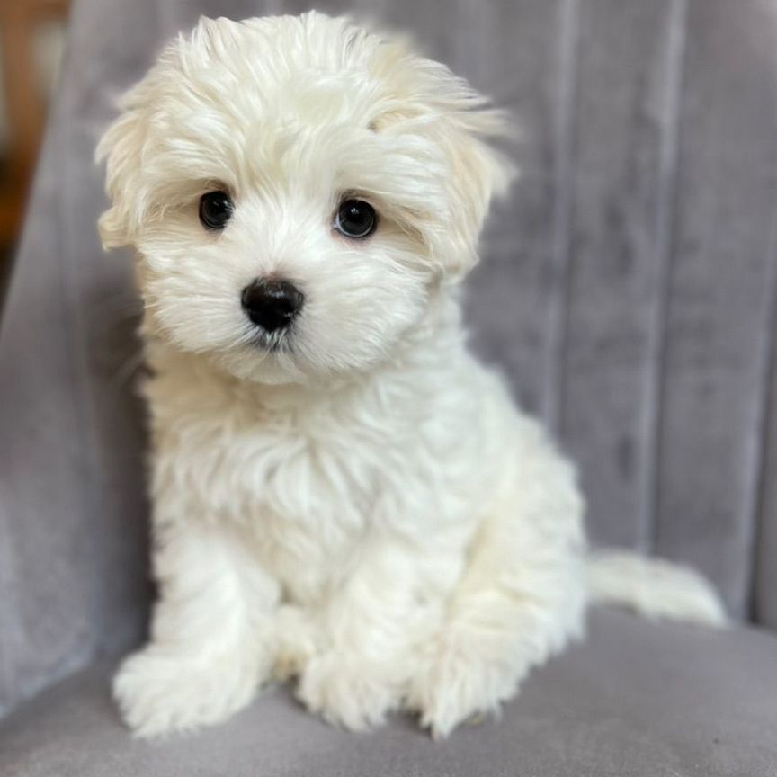 Мальтийская болонка