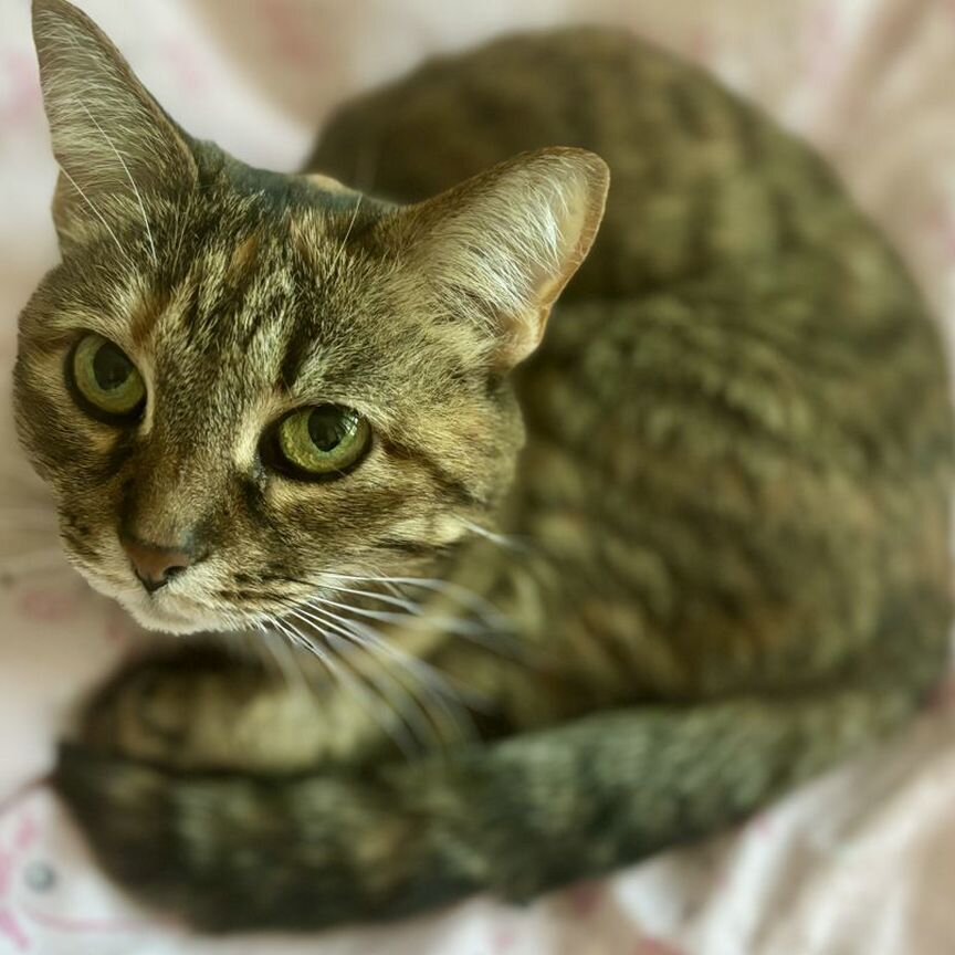 Отдам кошечку