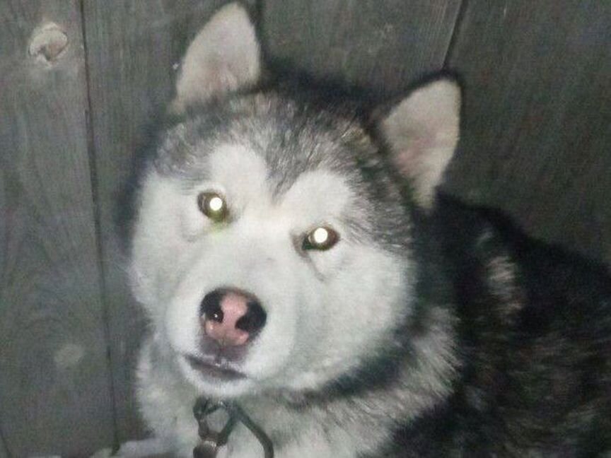 Собака аляскинский Маламут