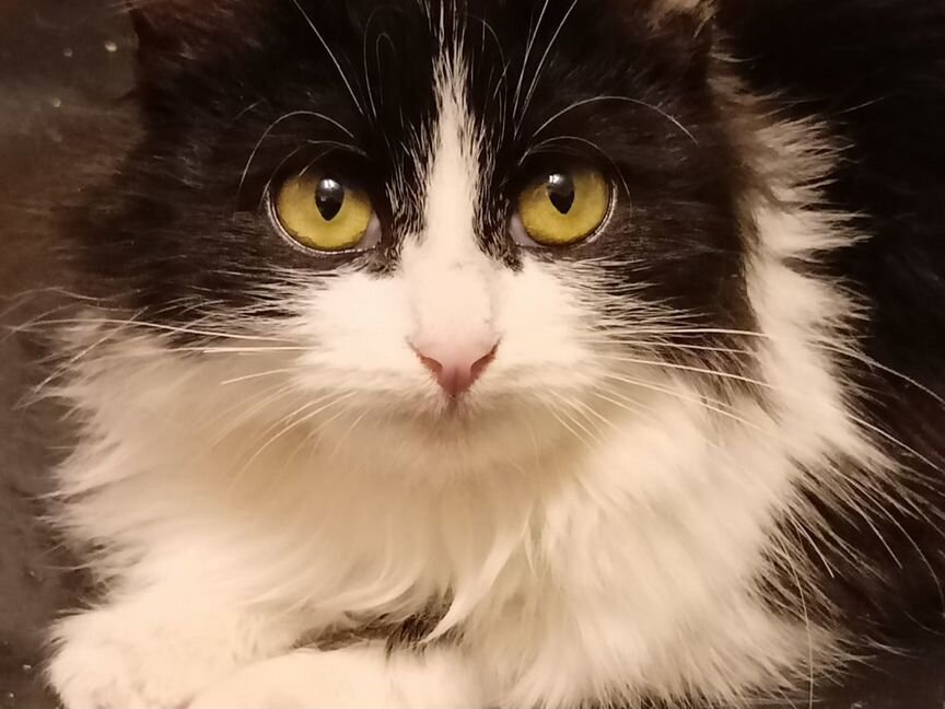 Котенок Феня