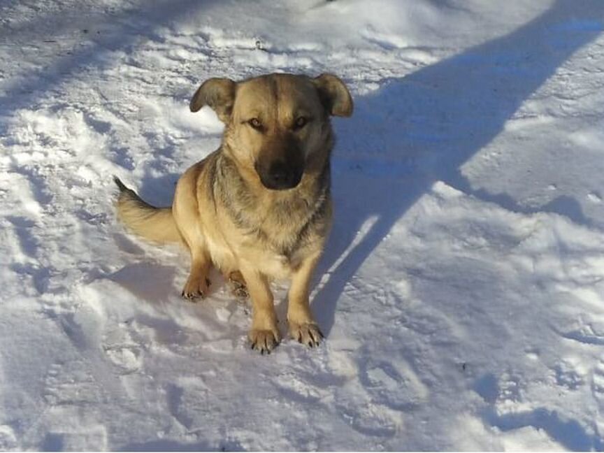 Собака в добрые руки отдам бесплатно