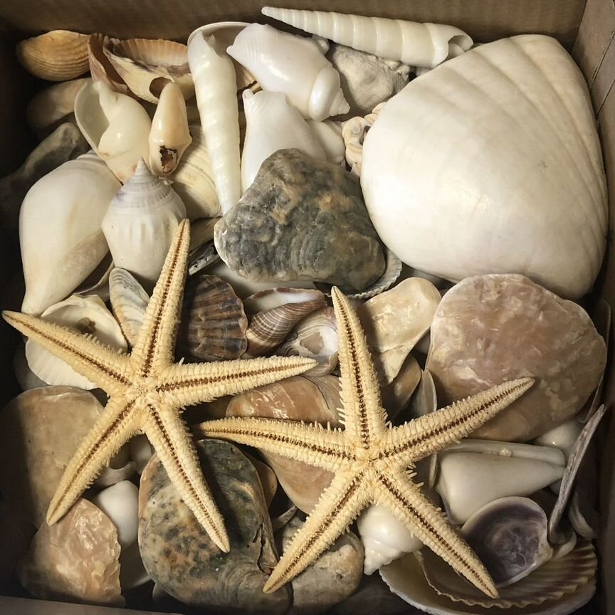 Грунт, ракушки для аквариума