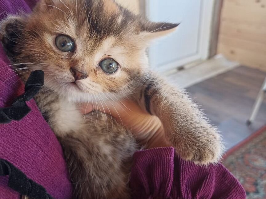 Котята от мамы шиншиллы